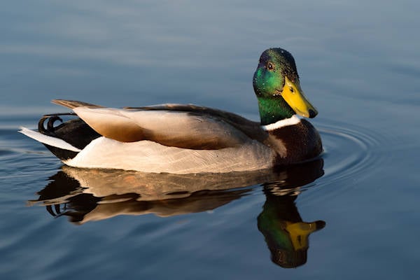 Van wie is deze eend?