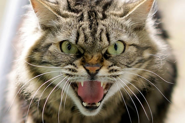 Een kat in huis... wat nu?