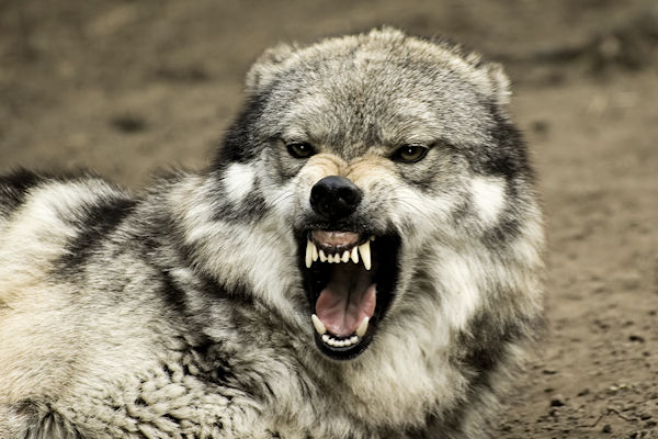 Taxi helpt bij doodrijden wilde wolven